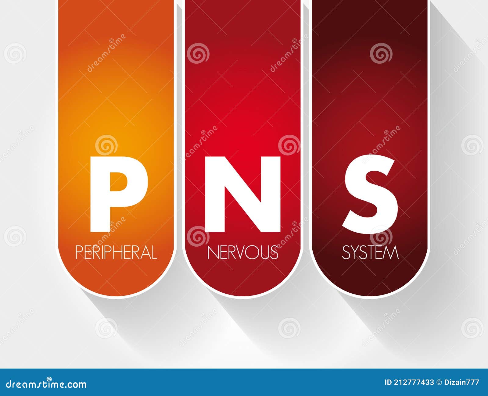 PNS - Peripheral Nervous System Acronym, Medical Concept Background ...