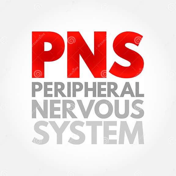 PNS Peripheral Nervous System - Responsible for Relaying Information ... PNS Peripheral Nervous System - Responsible for Relaying Information ...