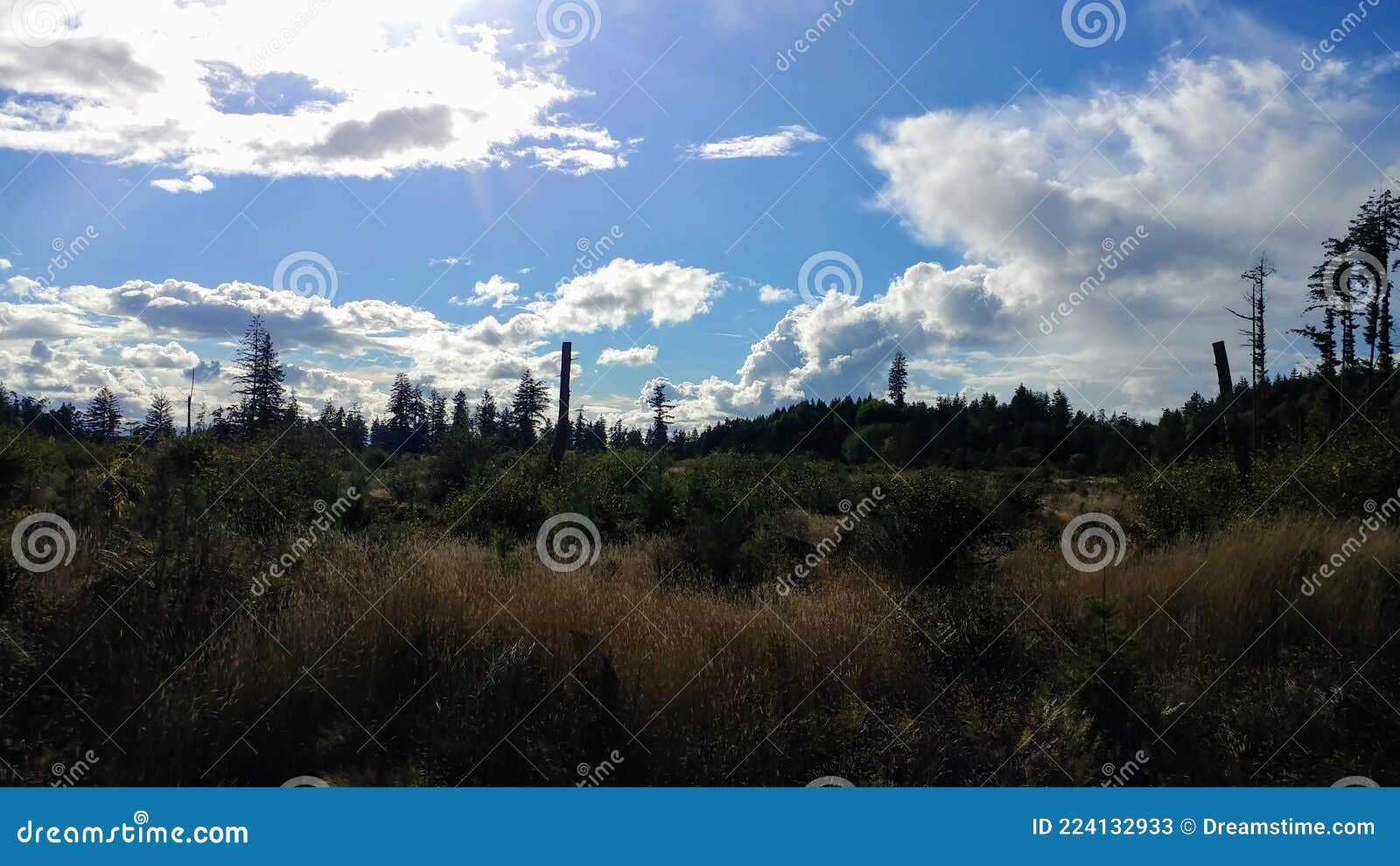 PNW Gorgeous View of Clouds and Forest Stock Image - Image of forest ...