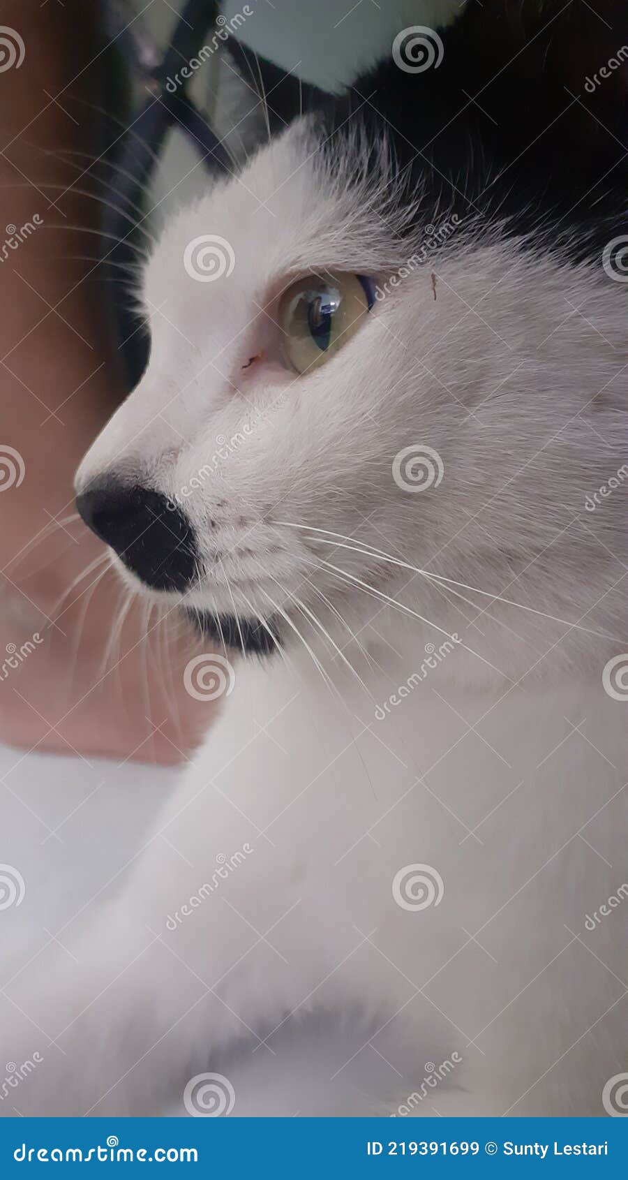 Po the cat stock image. Image of organ, mammal, skin - 219391699
