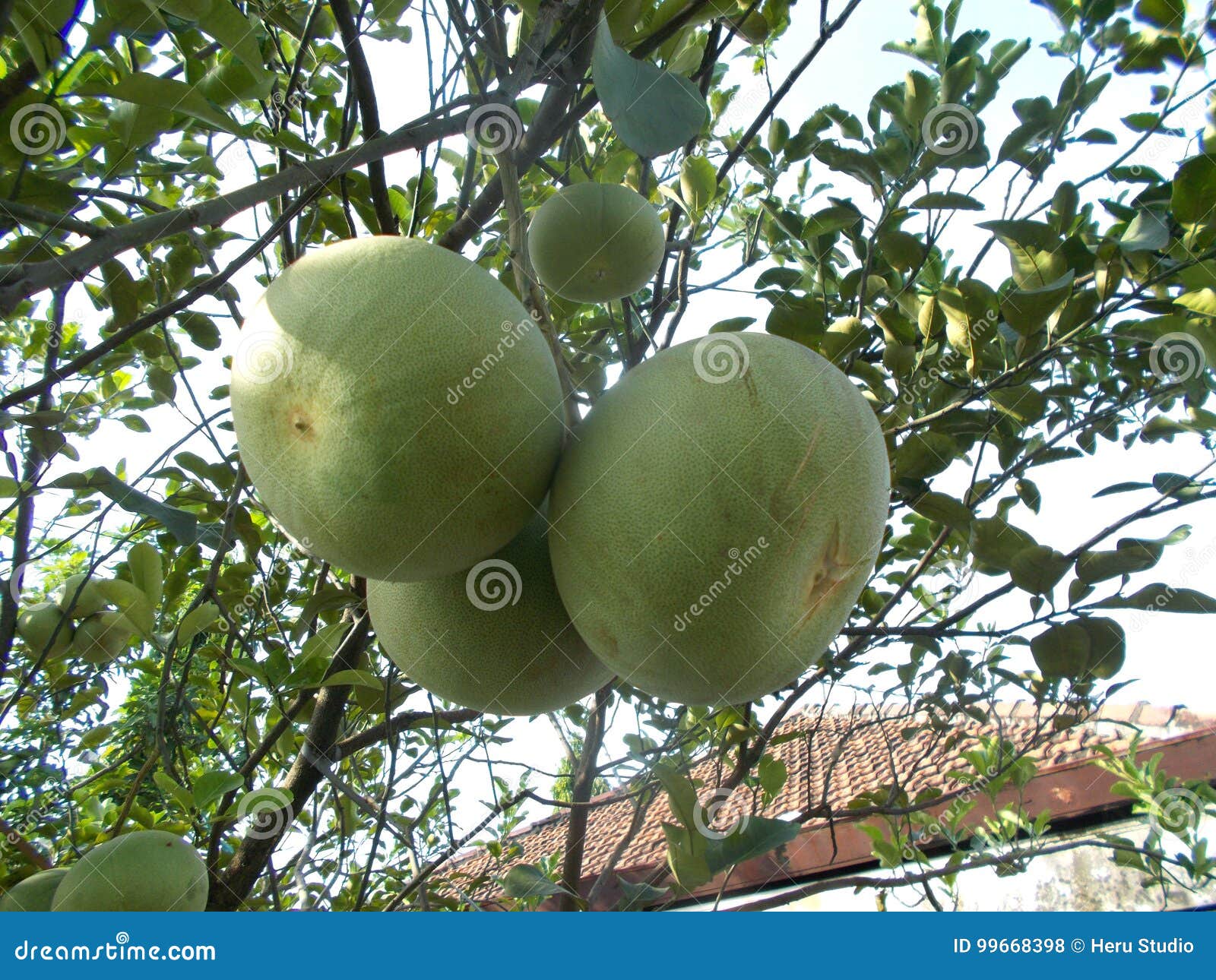 Pomelo pummelo tree stock photo. Image of feed, closeup - 99668398