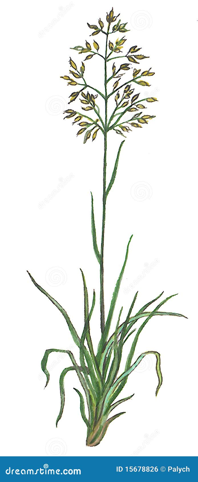 Grashalm Clipart House