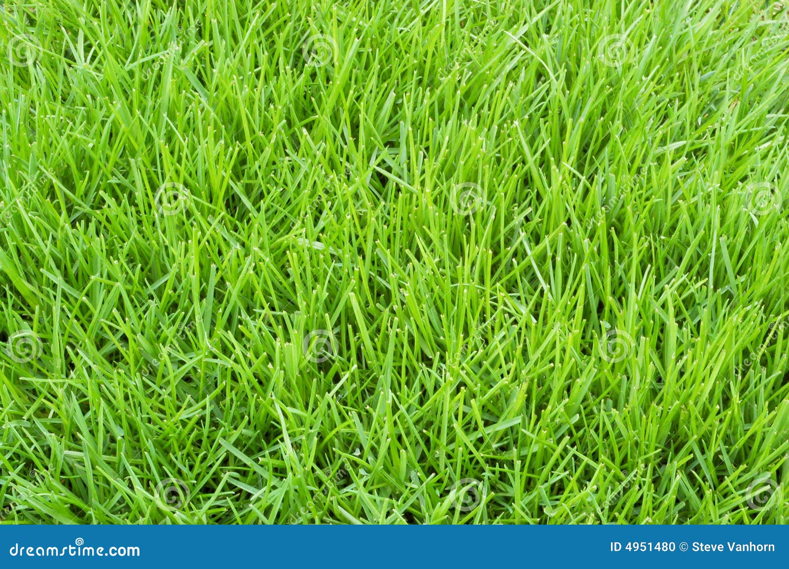 Poa annua grass stock photo. Image of vitality, outdoor - 4951480