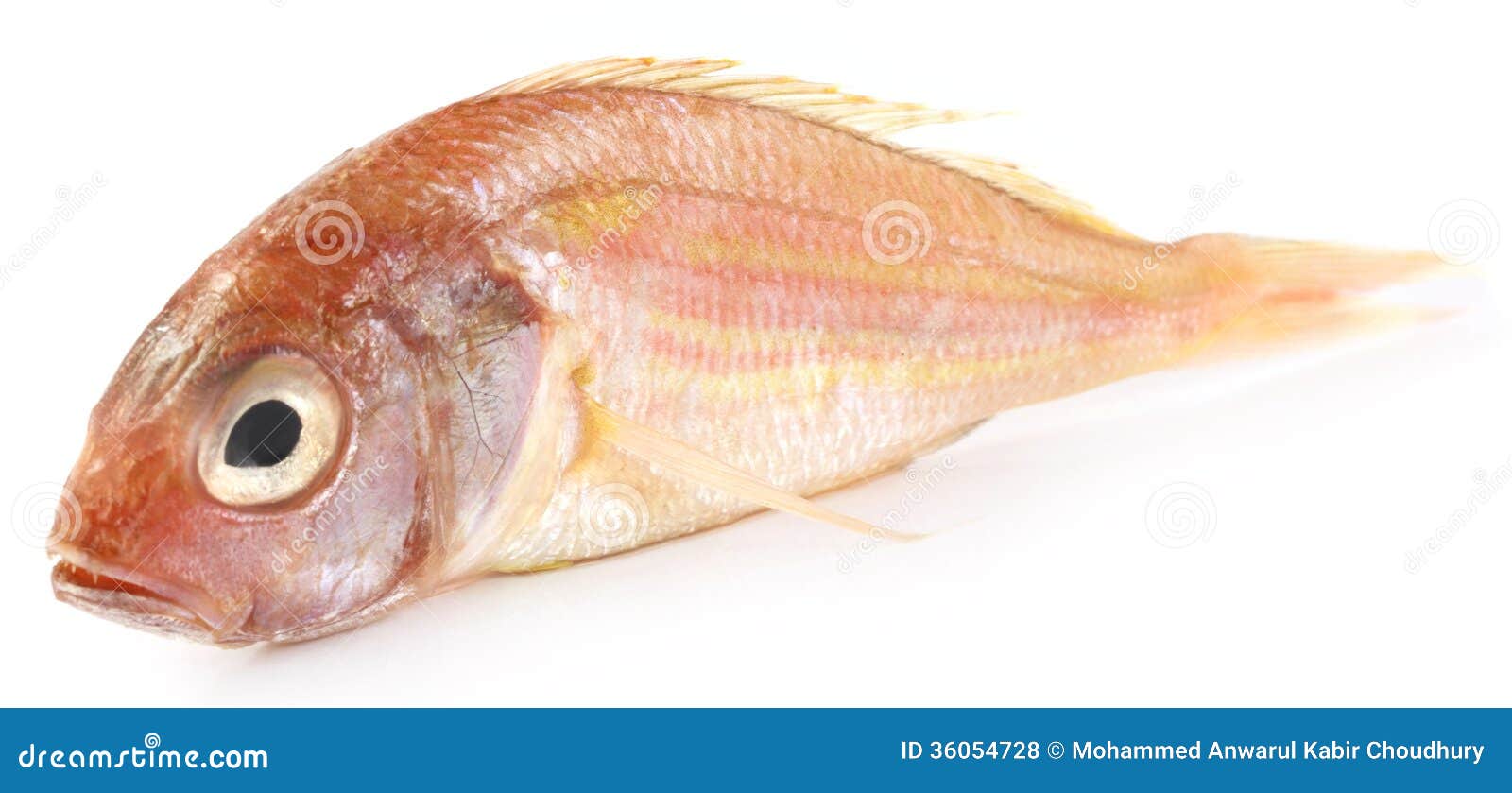 Poa Fish South Asia Stock Images - Download 2 Royalty Free Photos