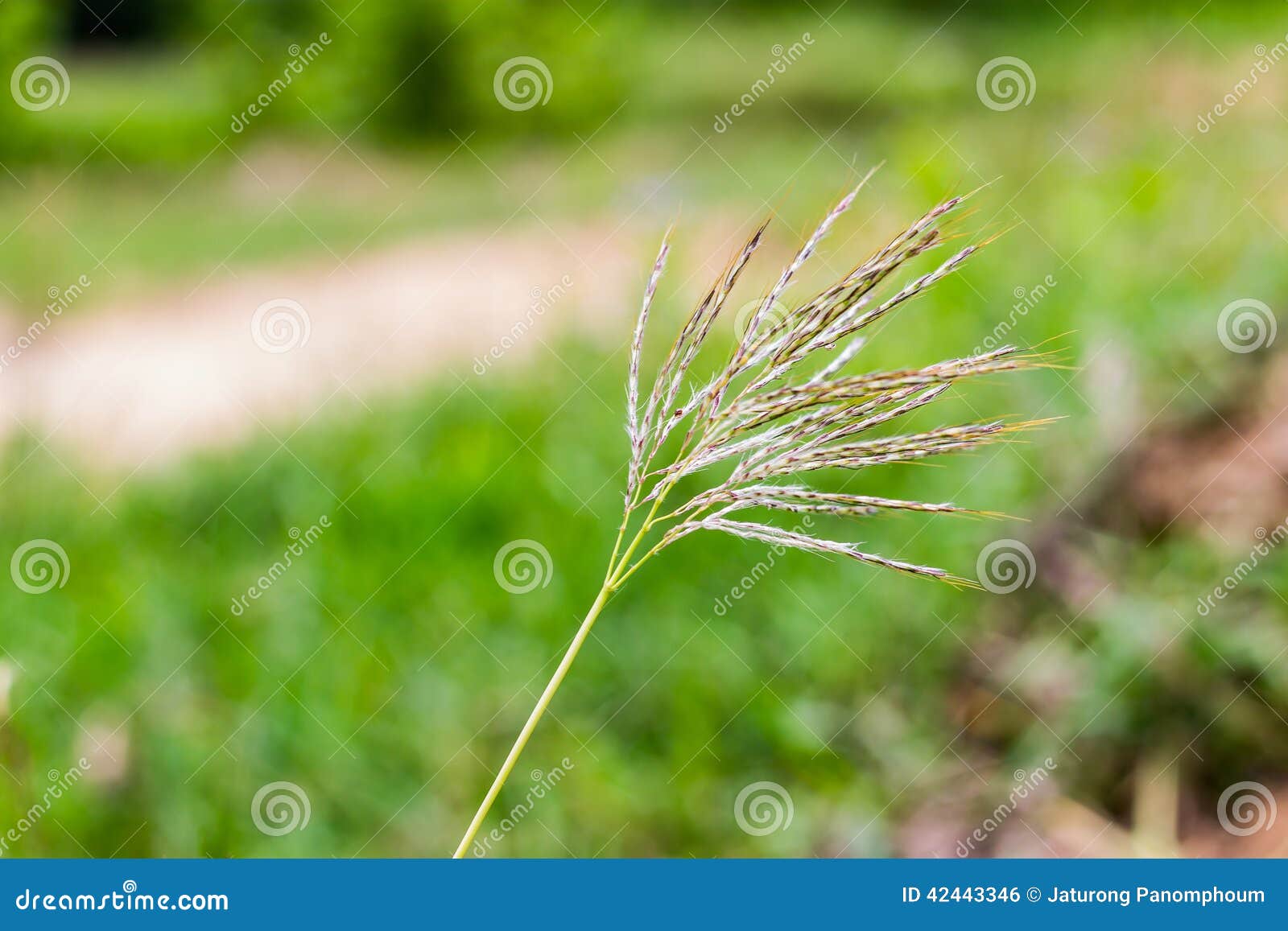 Poaceae stock photo. Image of herbaceous, green, gramineae - 42443346