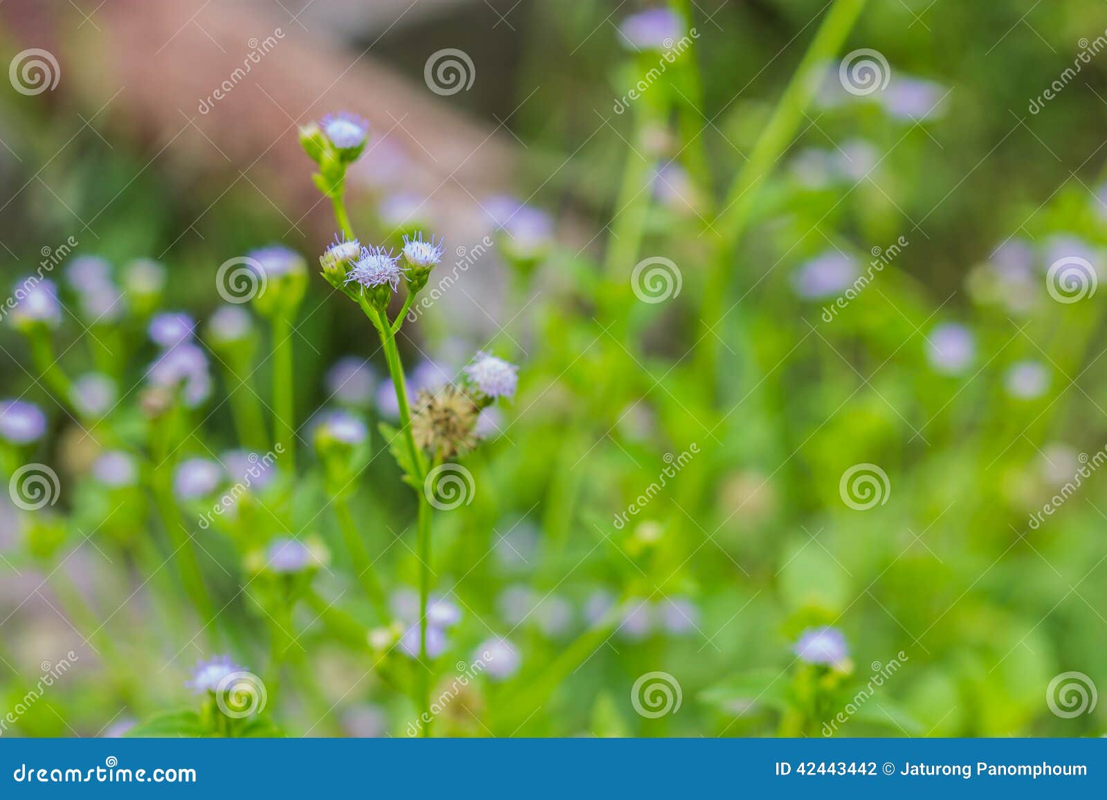 Poaceae stock photo. Image of nature, grasses, herbaceous - 42443442
