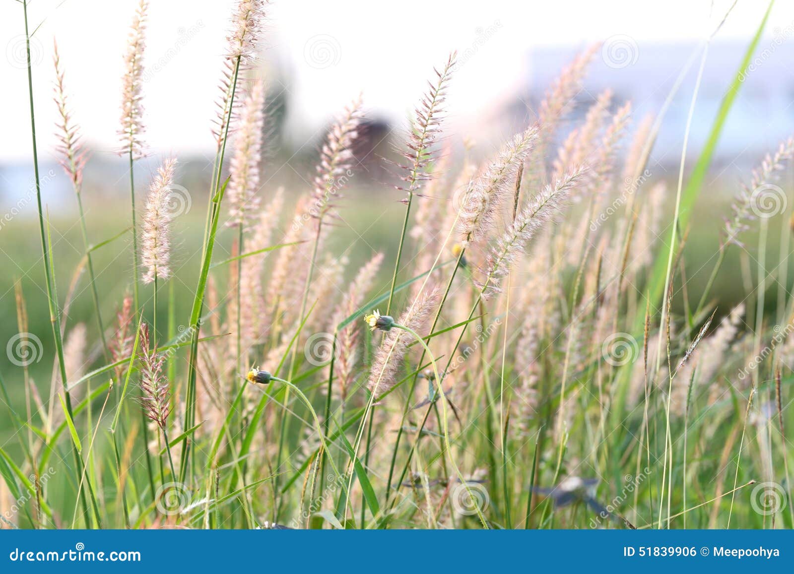 Poaceae grass flower. stock photo. Image of wheat, growing - 51839906