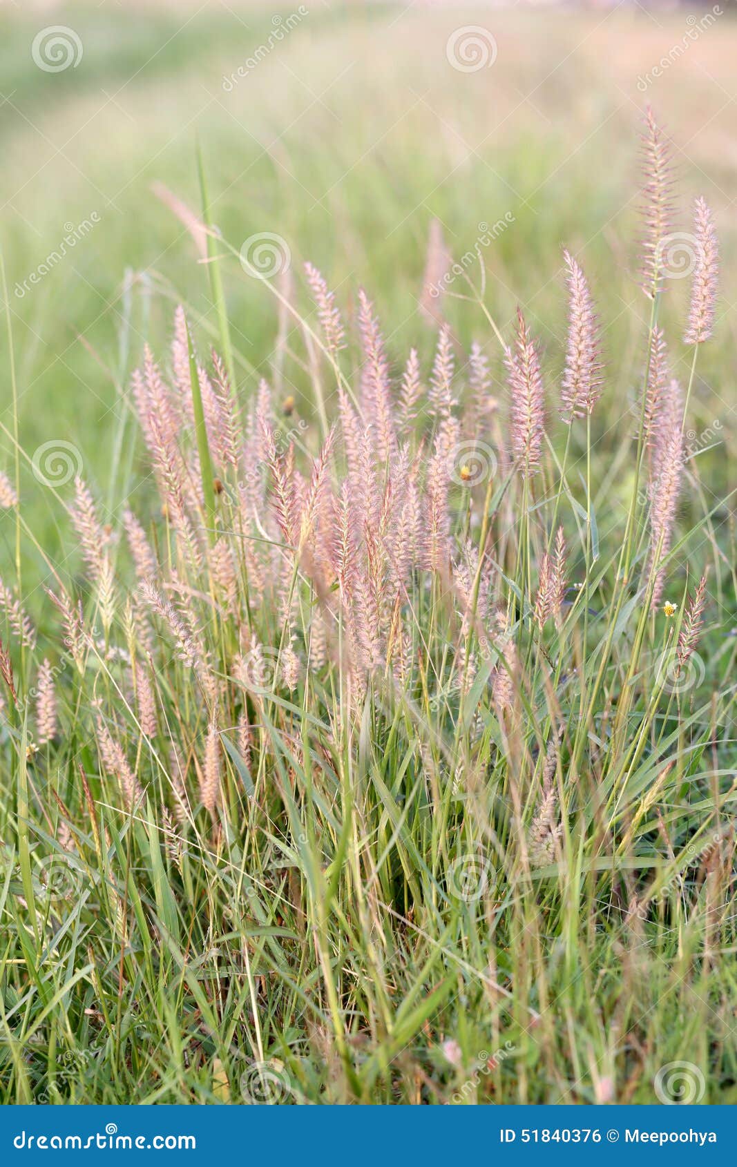 Poaceae grass flower. stock photo. Image of botanical - 51840376