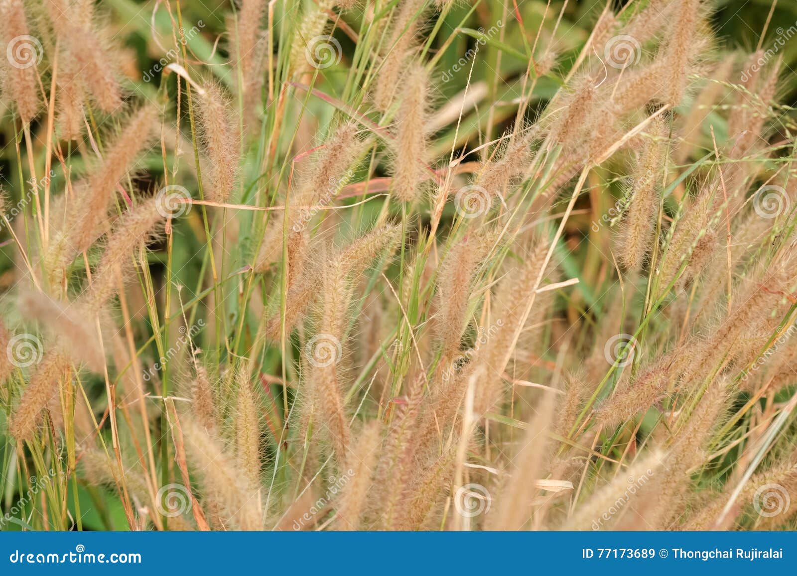 Poaceae Grass Flower stock image. Image of fresh, sunlight - 77173689