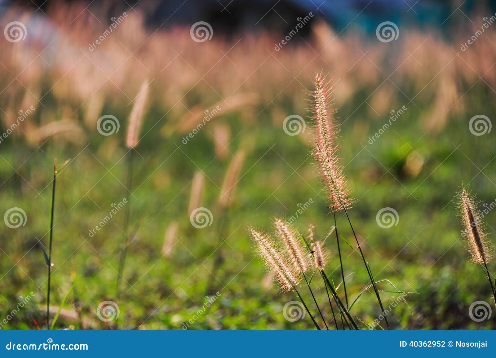Poaceae or true grass stock photo. Image of color, farming - 40362952