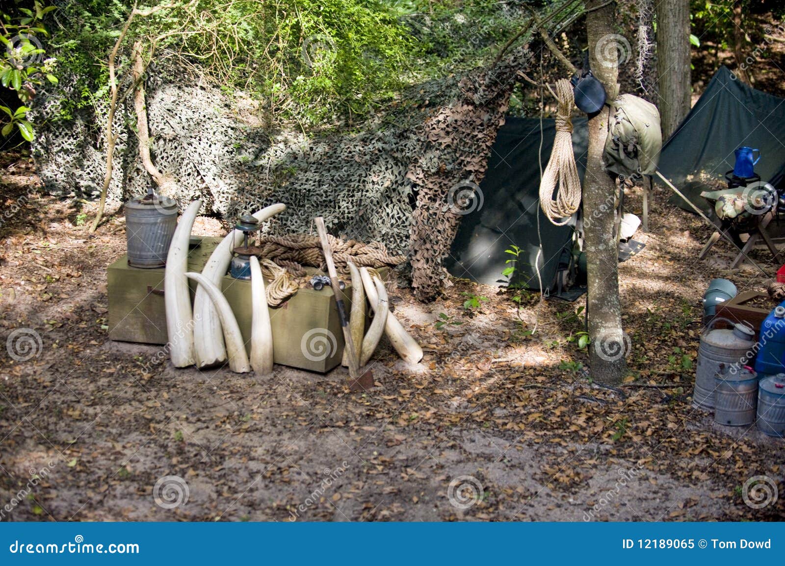 Poachers camp in Africa stock image. Image of tusks, illegal - 12189065