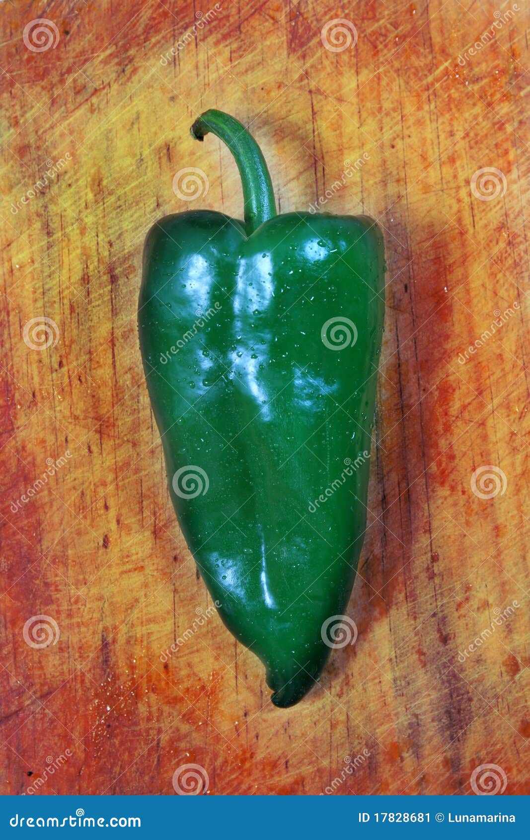 Poblano Chili Peppers Chile Capsicum Stock Image - Image of garden ...