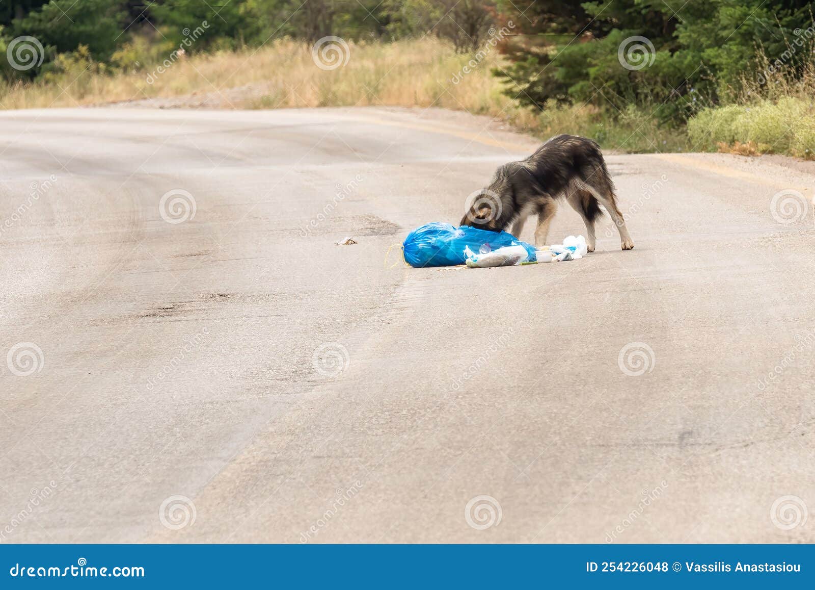 Pobre Perro Callejero Comiendo Comida De La Basura. Foto de archivo ...