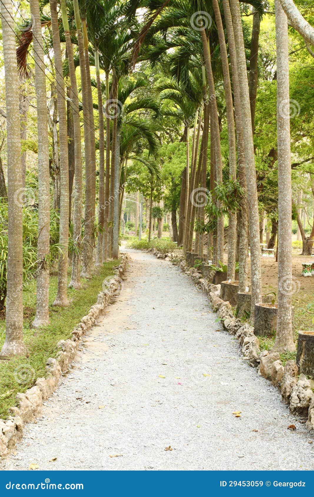 Poca Strada Con La Riga Degli Alberi Immagine Stock - Immagine di ...