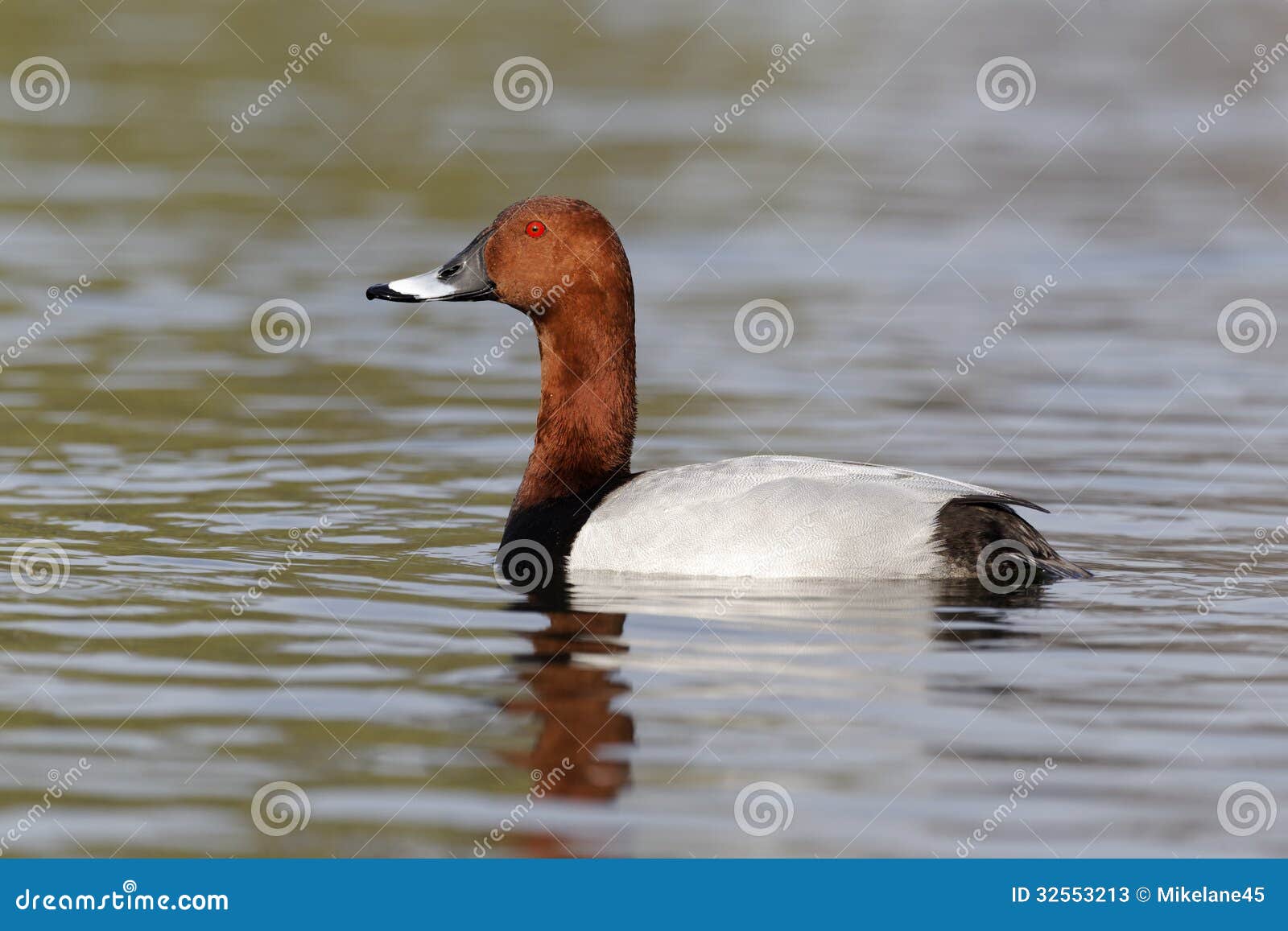 Pochard, Aythya ferina stock image. Image of aythya, waterfowl - 32553213