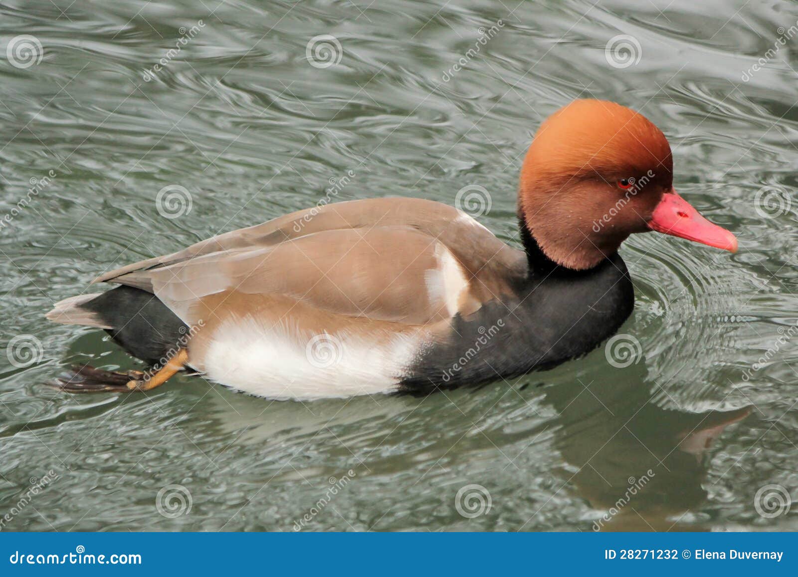 Pochard duck on water stock photo. Image of lake, cute - 28271232