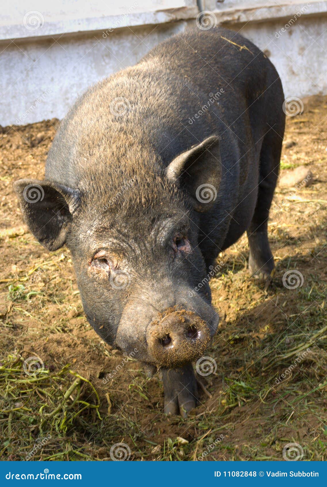 Pocilga negra foto de archivo. Imagen de abajo, alimento - 11082848