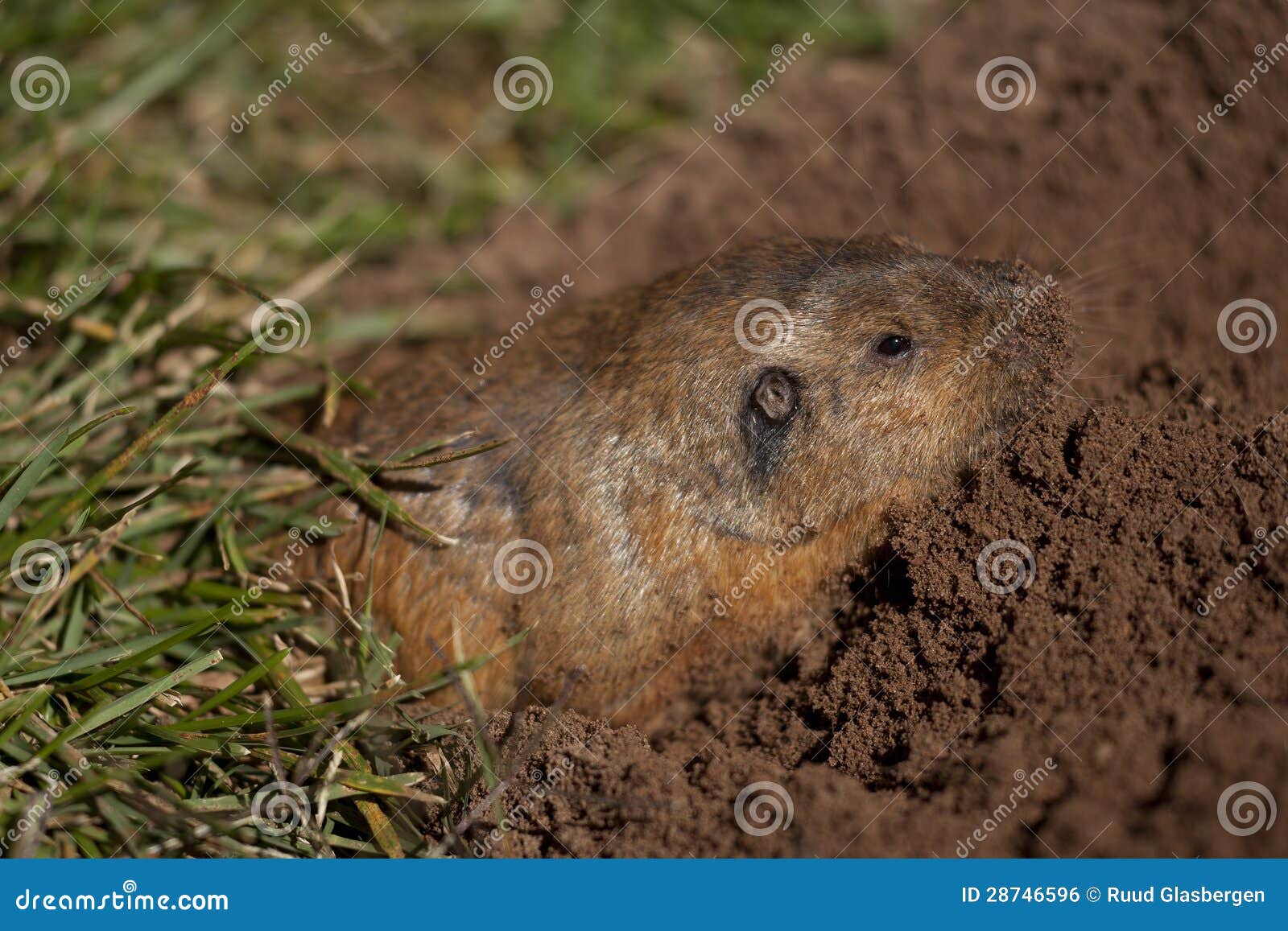 The Pocket Gopher (family Geomyidae) Stock Photo - Image of family ...