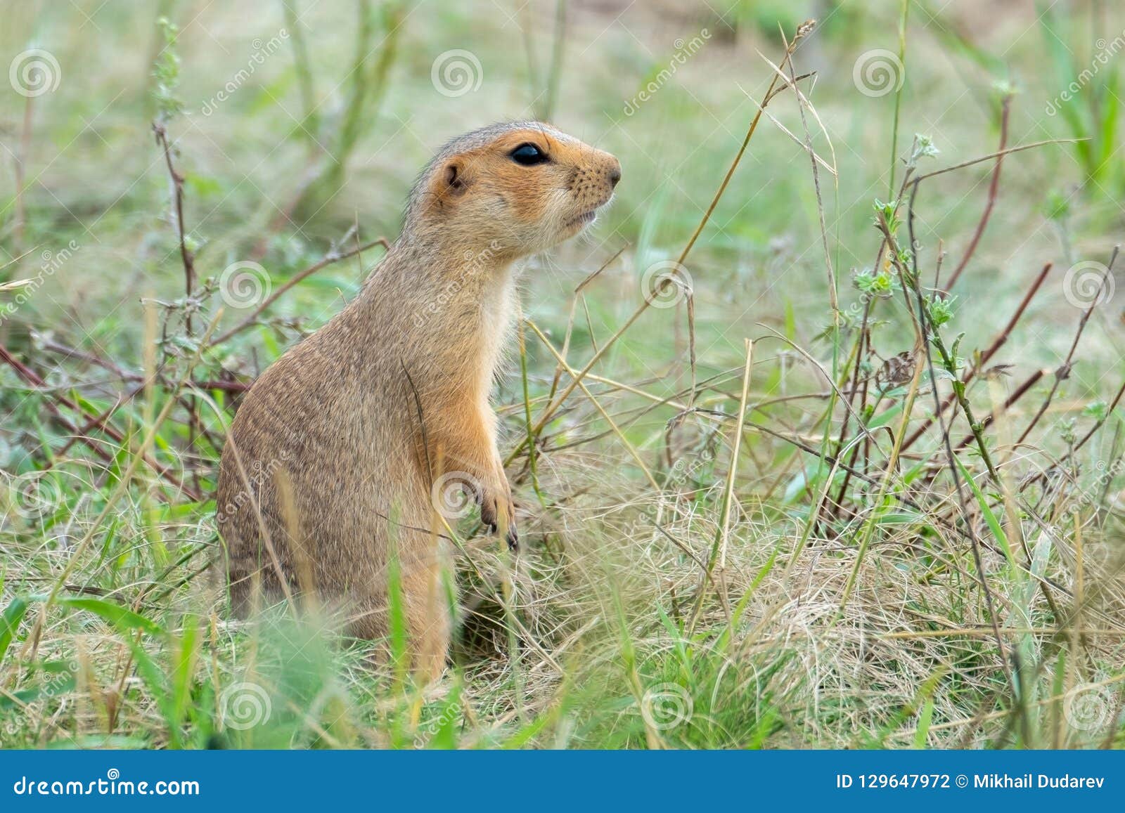 Pocket gopher stock photo. Image of nature, squirrel - 129647972