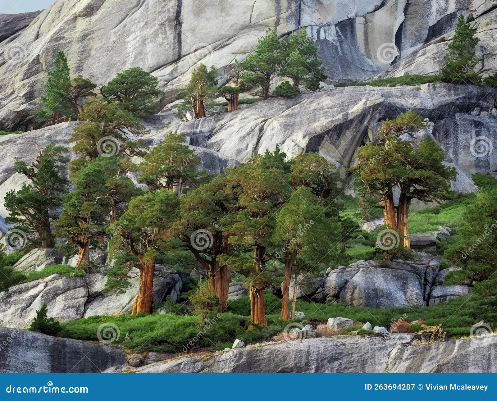 Giant Trees Grown on Rock Cliff in Yosemite Stock Image - Image of ...