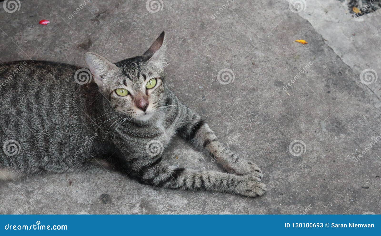 Poco CAT En La Ciudad De Bangkok Imagen de archivo - Imagen de brazo ...