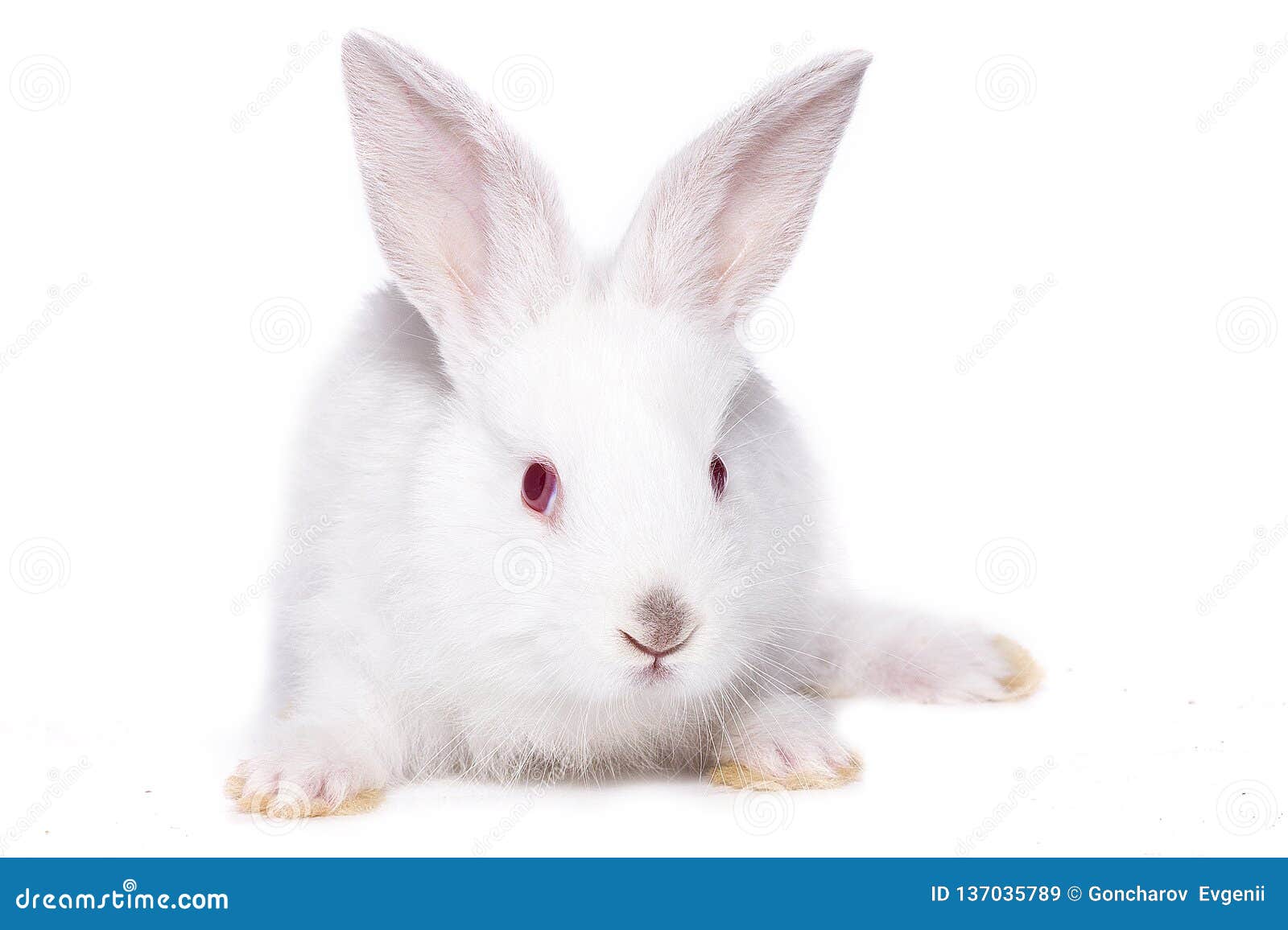 Poco Conejo Blanco Con Los Ojos Rojos, Aislante Imagen de archivo ...