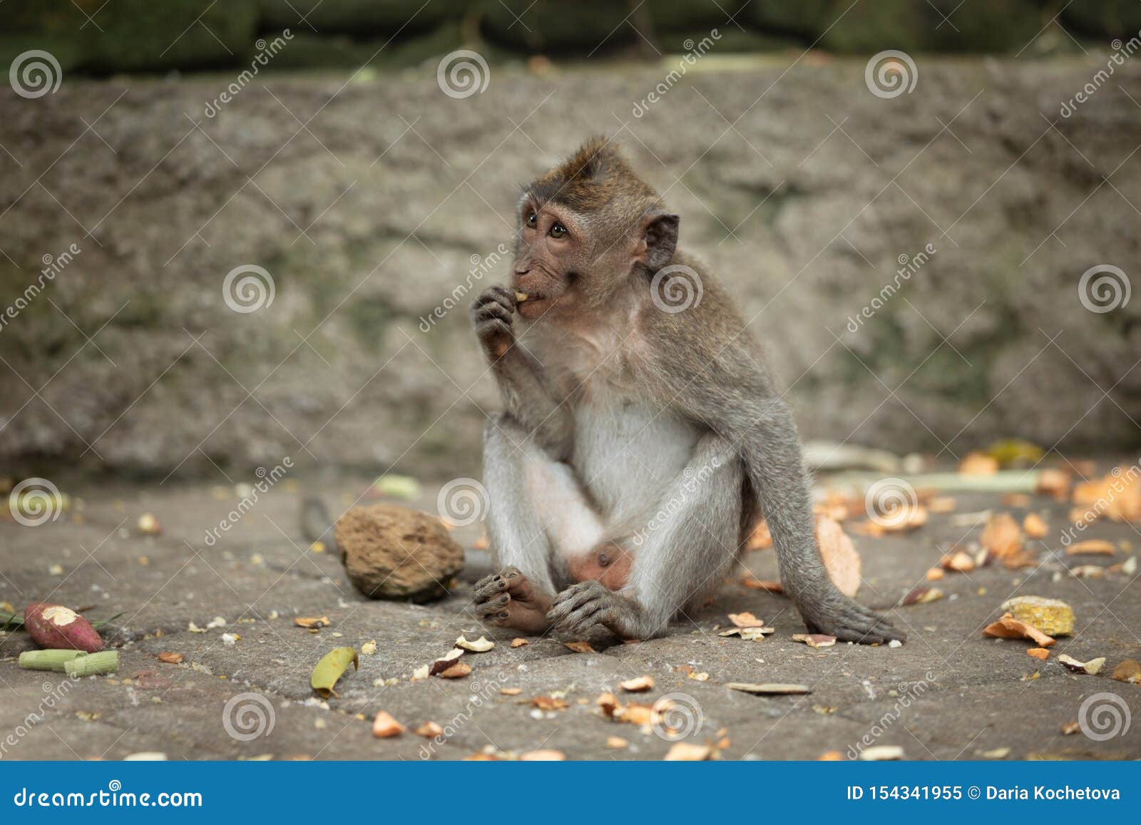 Poco Macaque Que Come La Fruta Imagen de archivo - Imagen de comer ...