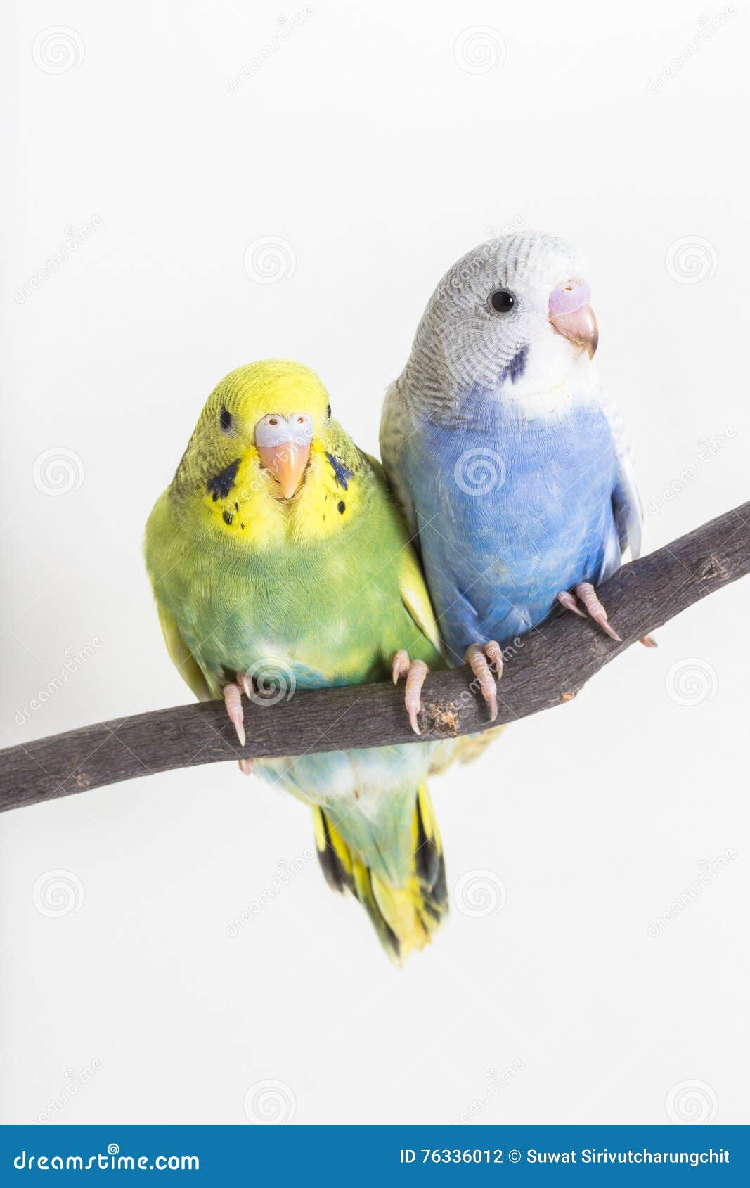 Poco Pappagallino Ondulato Sveglio, Budgie, Uccello Fotografia Stock ...