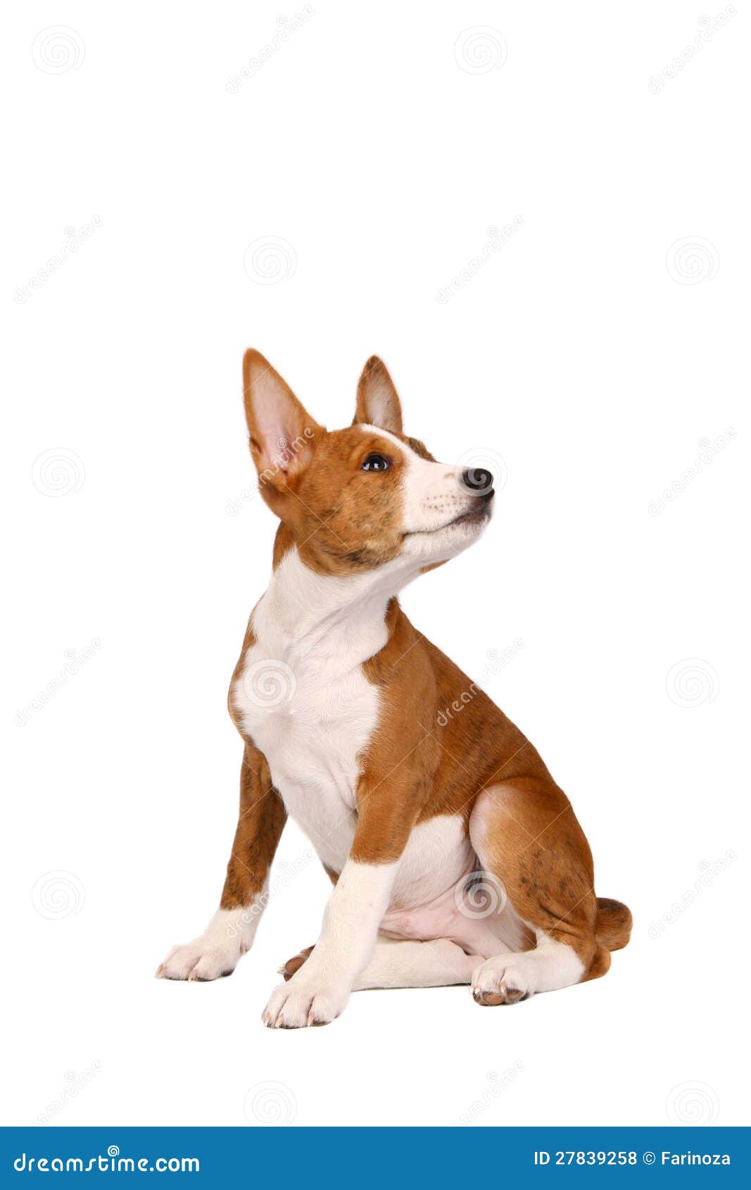 Poco Perrito De Basenji, Color Brindle Foto de archivo - Imagen de ...