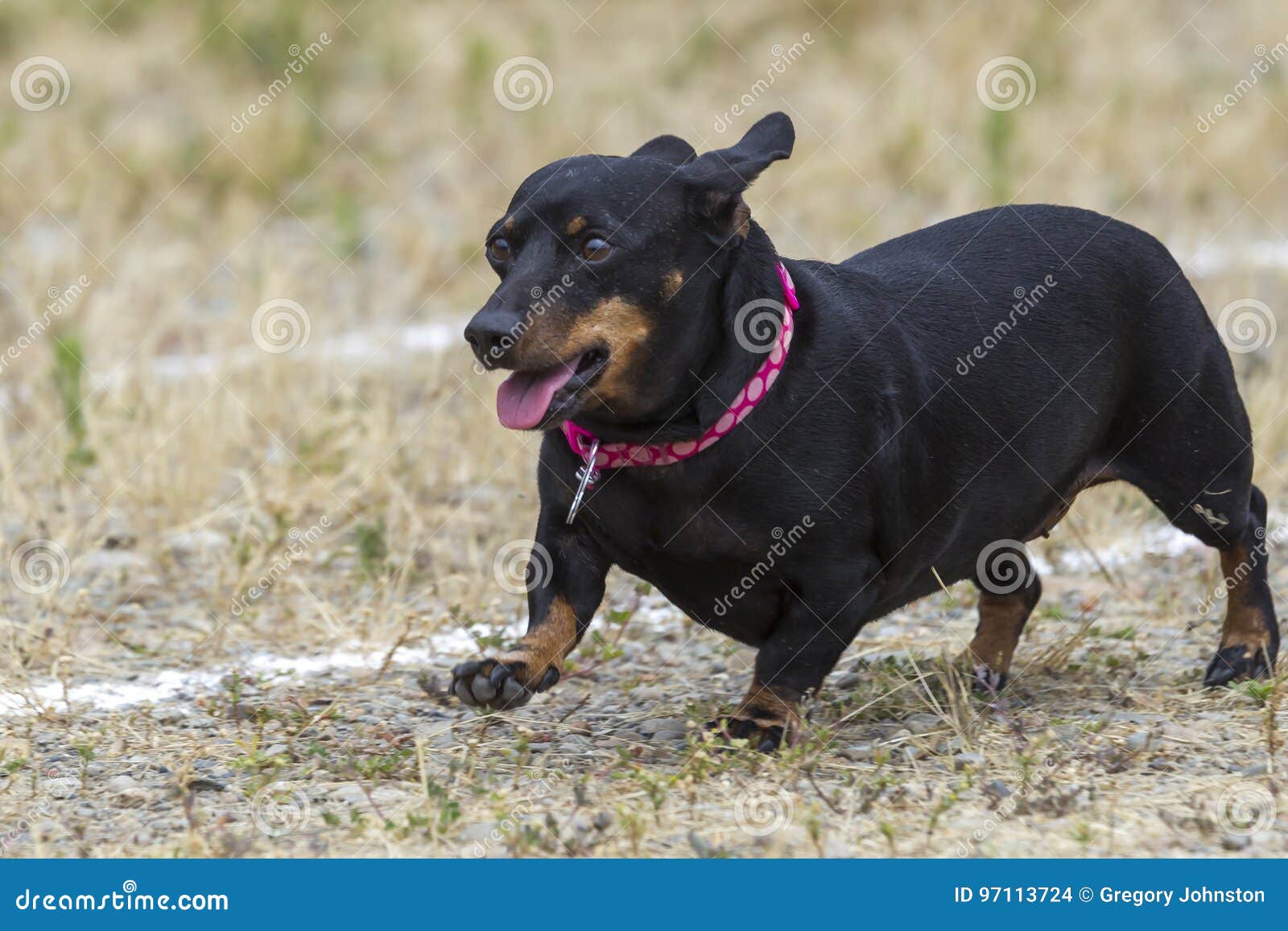 Poco Perro Negro Del Winer En Raza Foto de archivo - Imagen de carrera ...