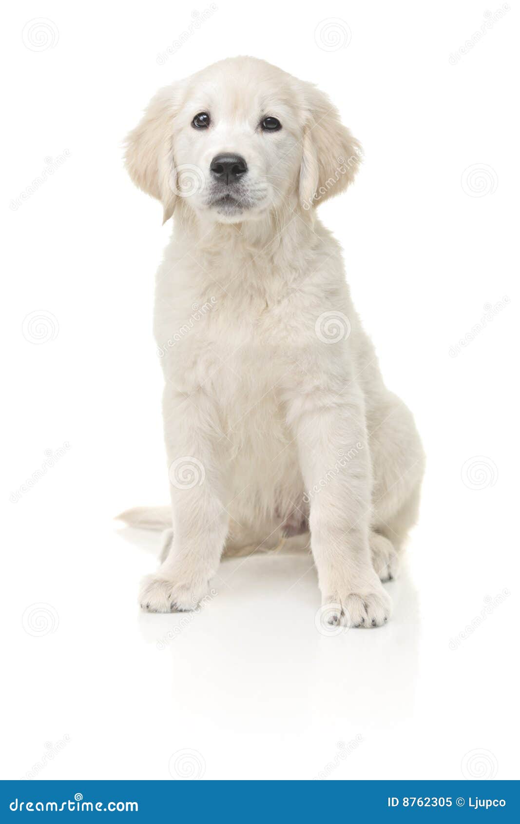 Poco Perro Perdiguero De Labrador Imagen de archivo - Imagen de ...