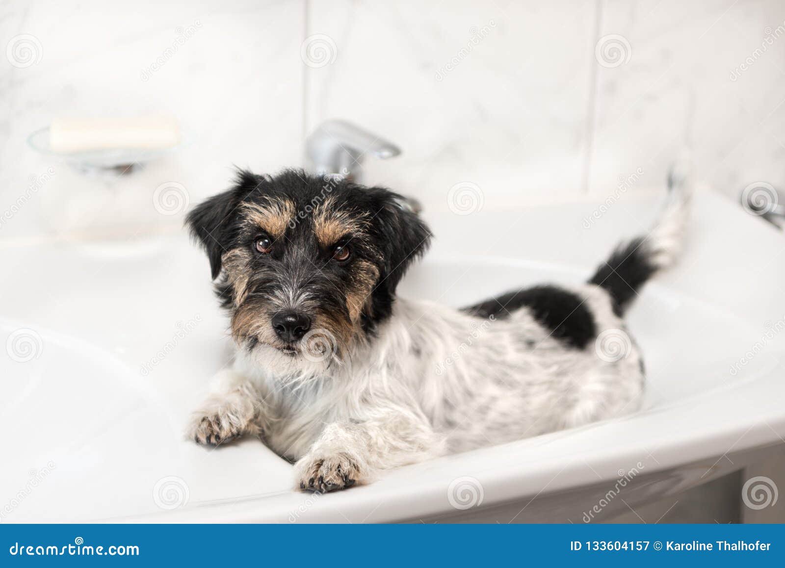 Poco Perro Relajado En El Lavabo - Jack Russell Terrier Imagen de ...