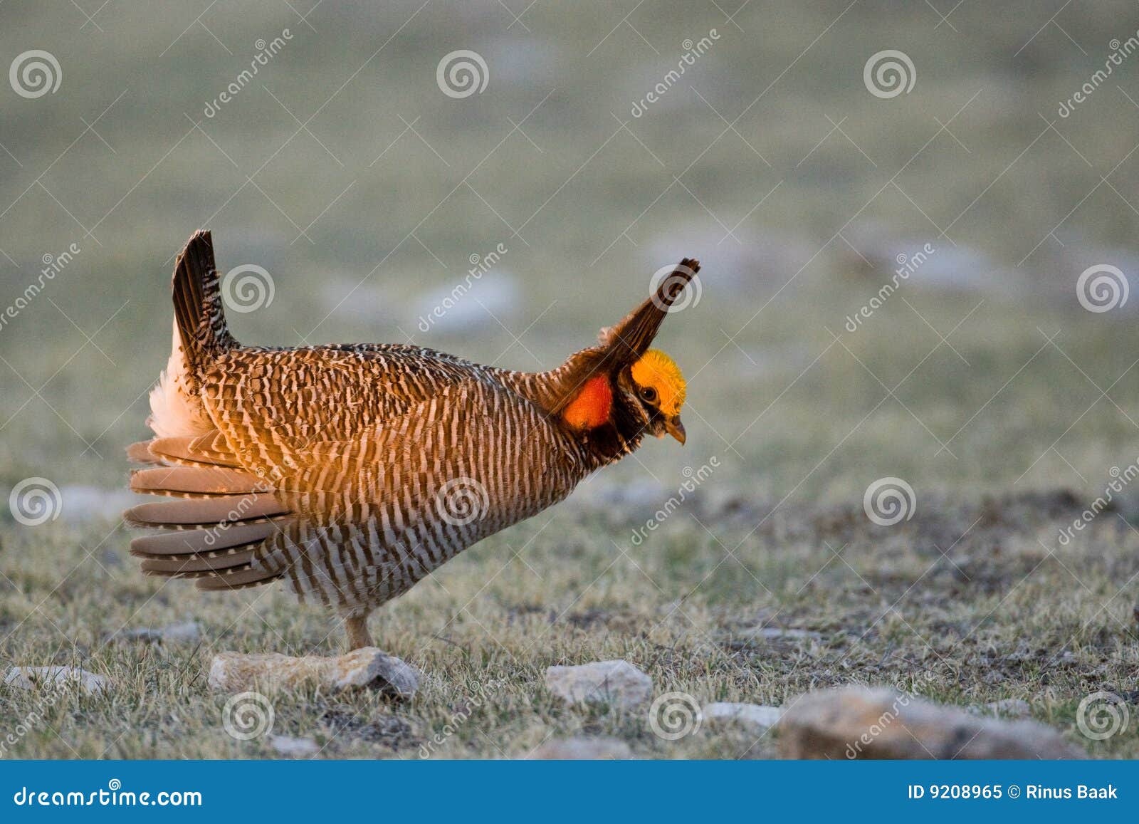 Poco pollo de pradera imagen de archivo. Imagen de pradera - 9208965