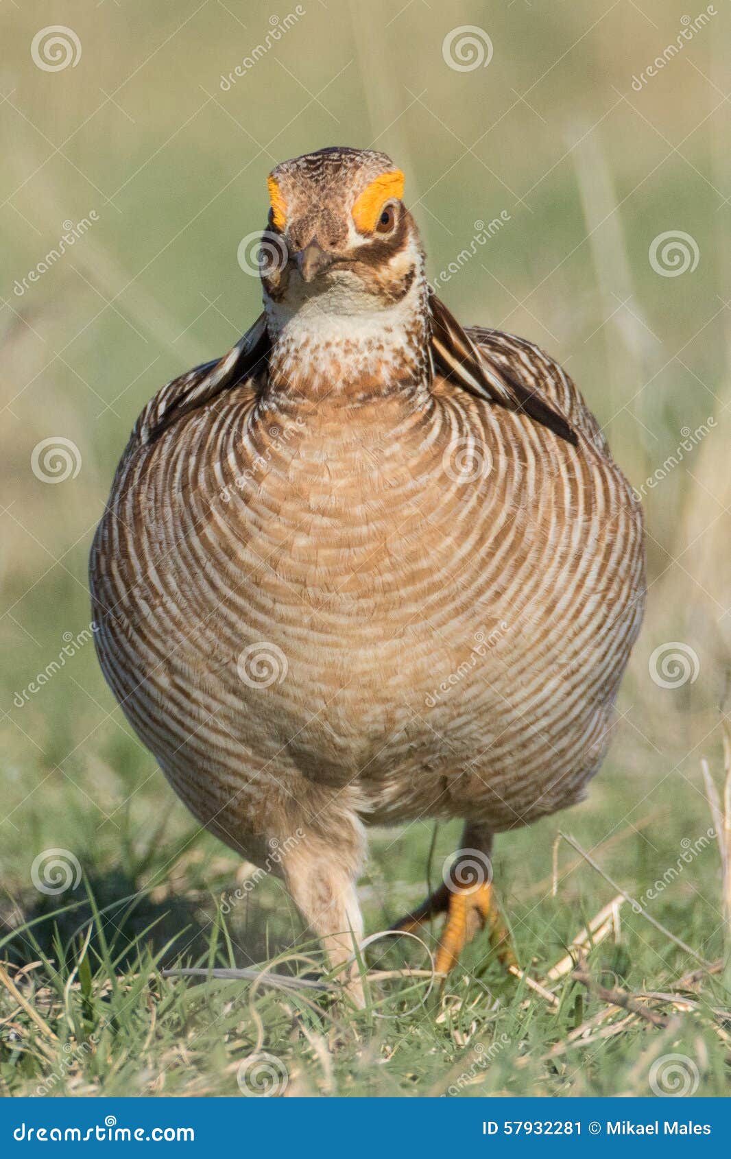 Poco Pollo De Pradera Que Corre a La Hembra Imagen de archivo - Imagen ...