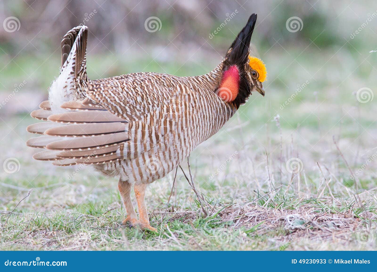 Poco Pollo De Pradera Que Realiza Danza De Acoplamiento Imagen de ...