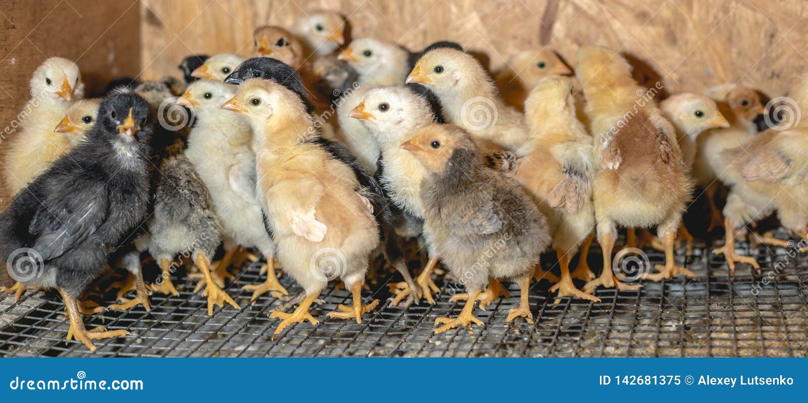 Poco Pollos En Una Gallina Clueca En La Granja Imagen de archivo ...