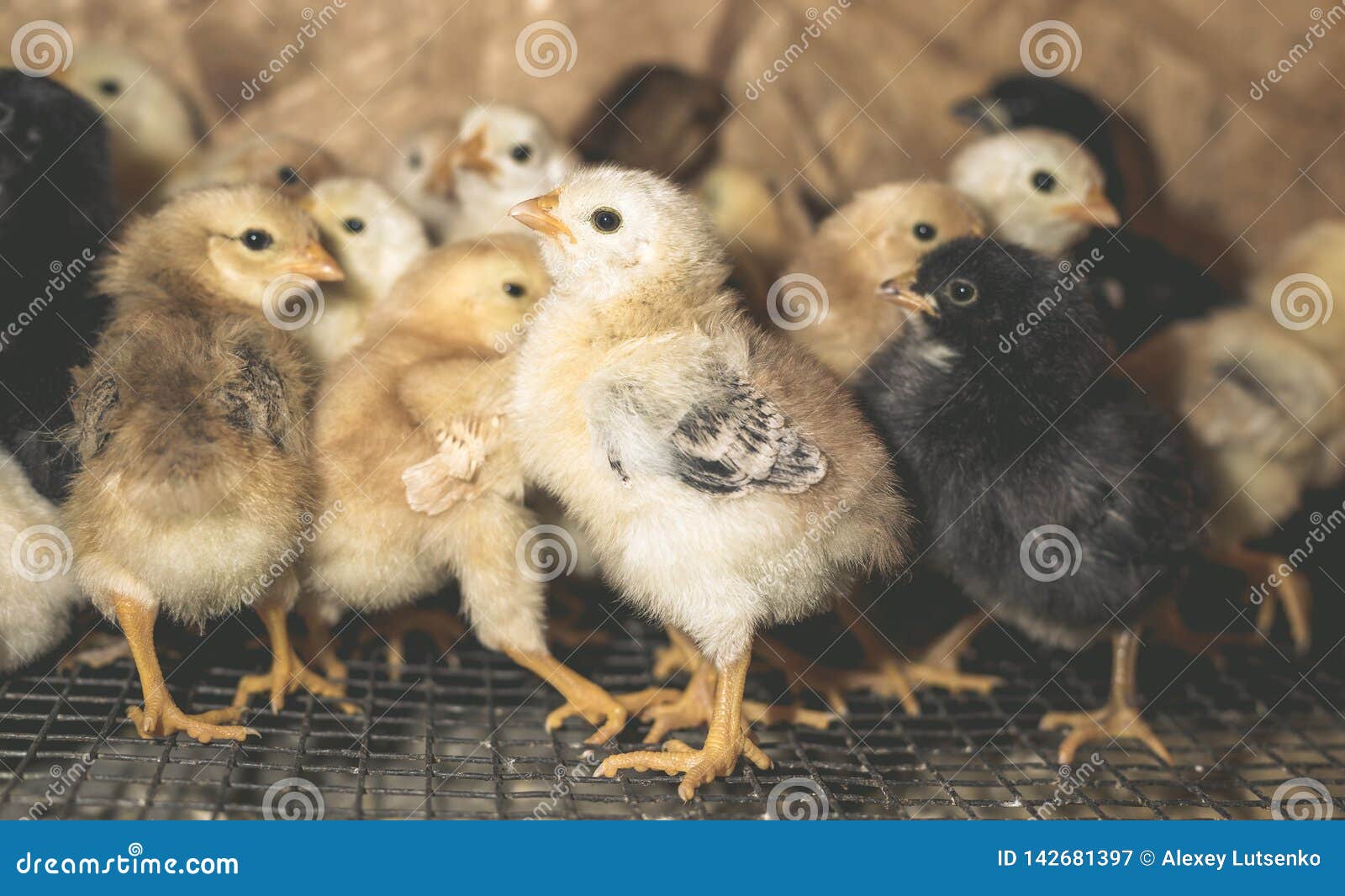 Poco Pollos En Una Gallina Clueca En La Granja Imagen de archivo ...
