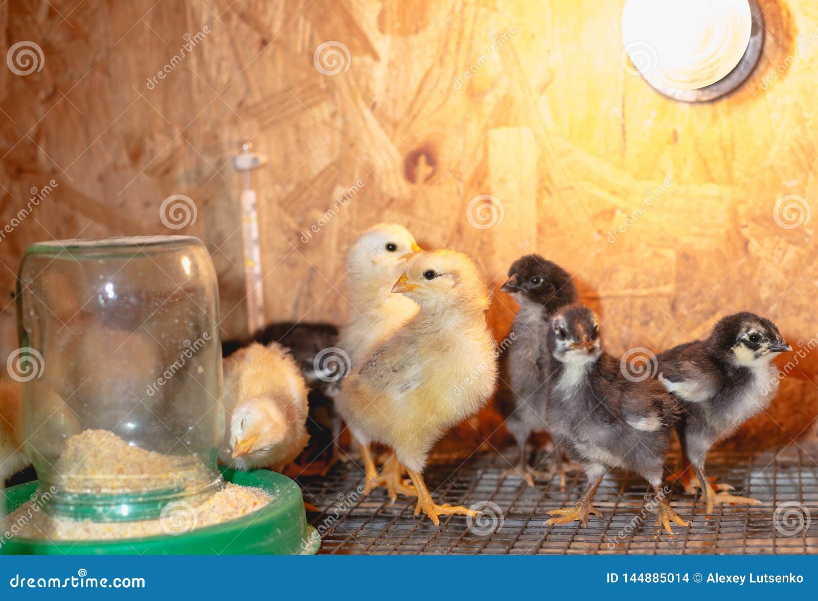 Poco Pollos En Una Gallina Clueca En La Granja Foto de archivo - Imagen ...