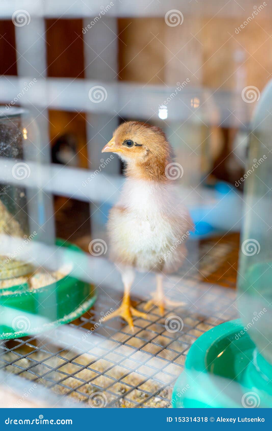 Poco Pollos En Una Gallina Clueca En La Granja Foto de archivo - Imagen ...