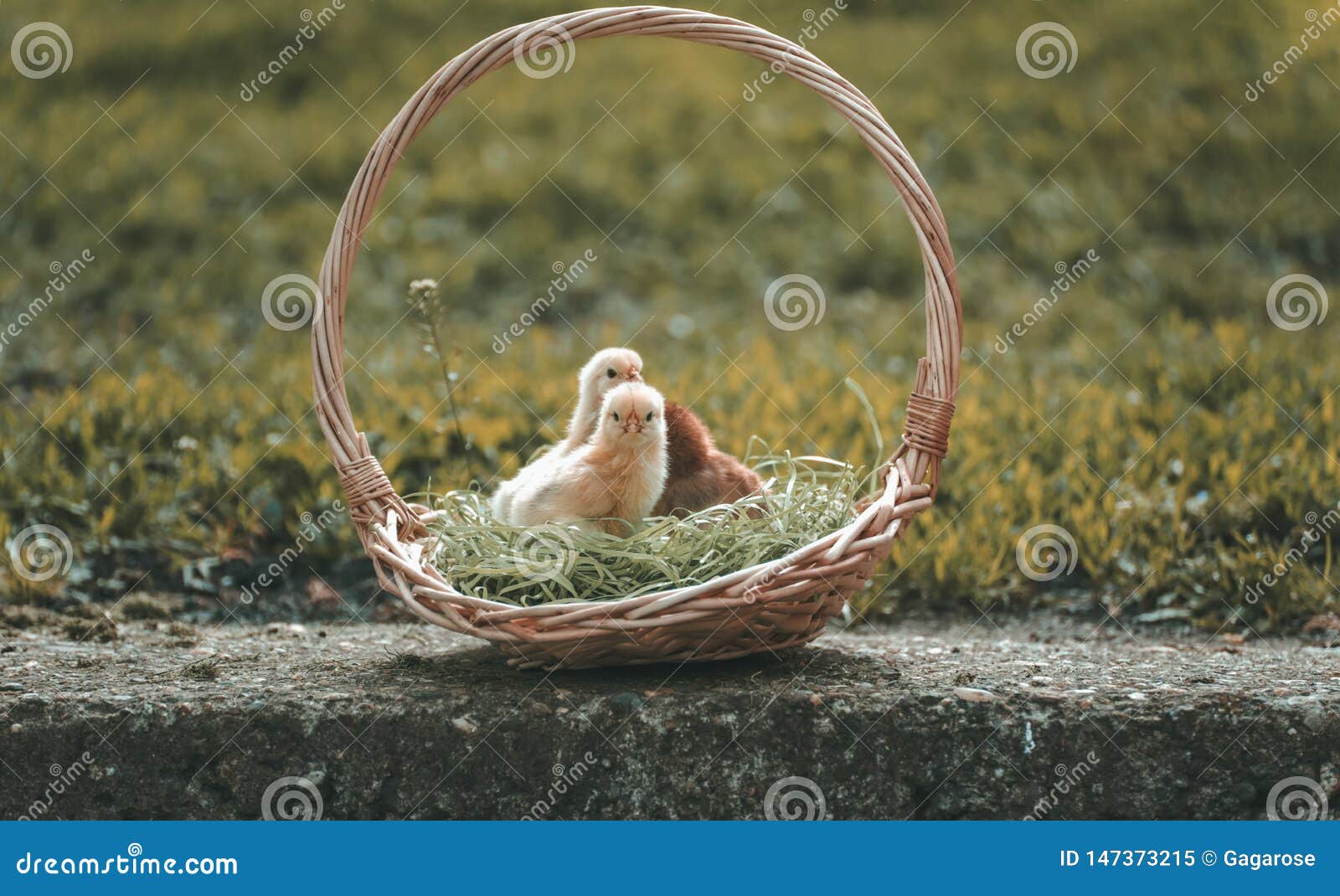 Poco Pollos Lindos De Mi Granja Imagen de archivo - Imagen de velas ...