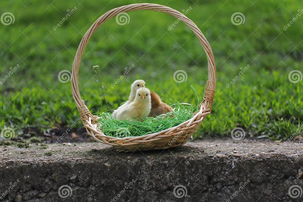 Poco Pollos Lindos De Mi Granja Foto de archivo - Imagen de central ...