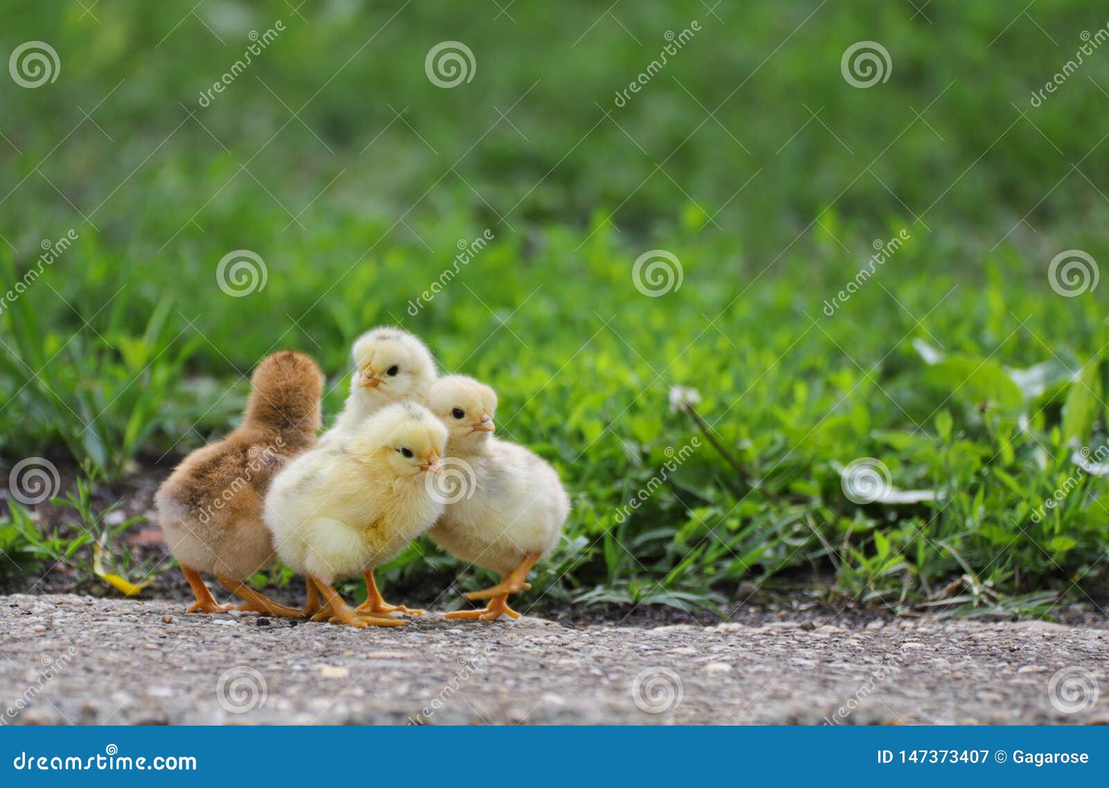 Poco Pollos Lindos De Mi Granja Imagen de archivo - Imagen de hermoso ...