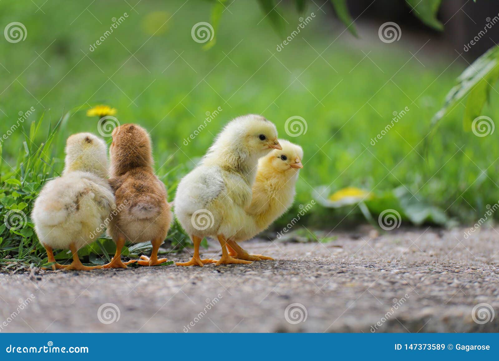 Poco Pollos Lindos De Mi Granja Imagen de archivo - Imagen de botella ...