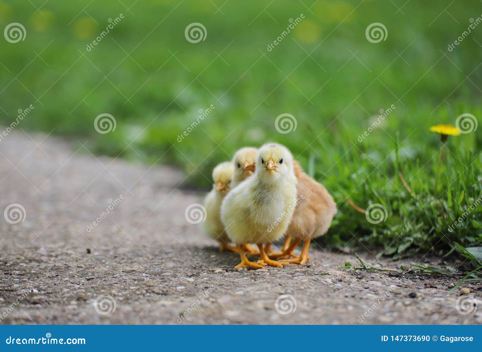 Poco Pollos Lindos De Mi Granja Foto de archivo - Imagen de color ...