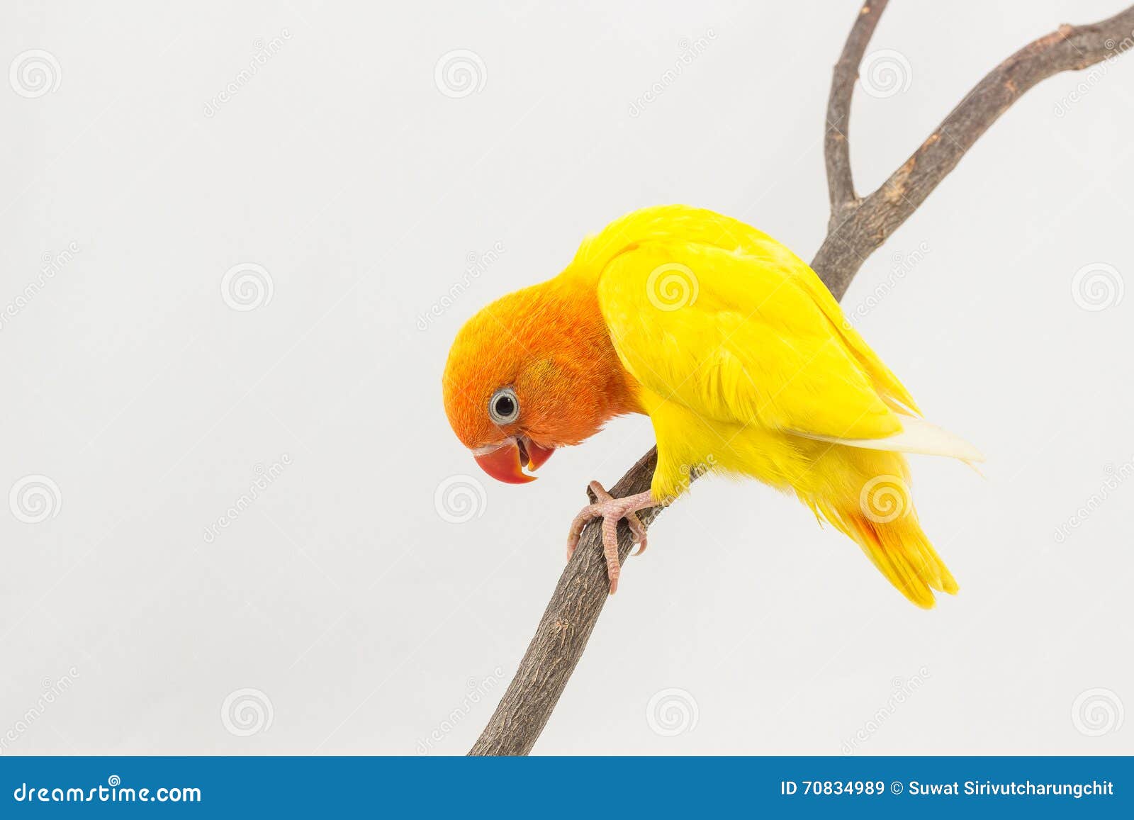 Poco Polluelo Amarillo De La Cotorra Rizada Imagen de archivo - Imagen ...