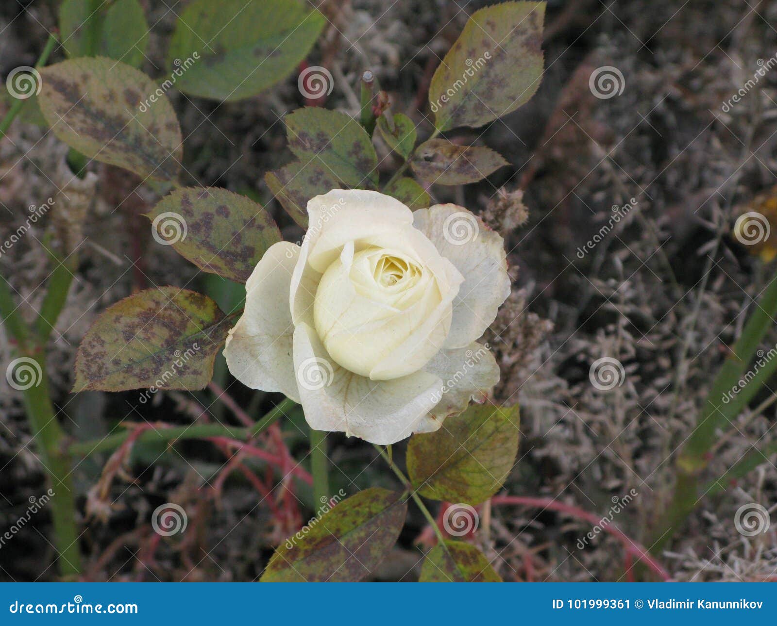 Poco rosa blanca imagen de archivo. Imagen de rosa, arriate - 101999361