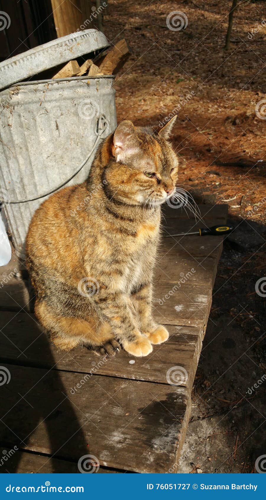 Poconos Cat stock image. Image of relax, poconos, feline - 76051727
