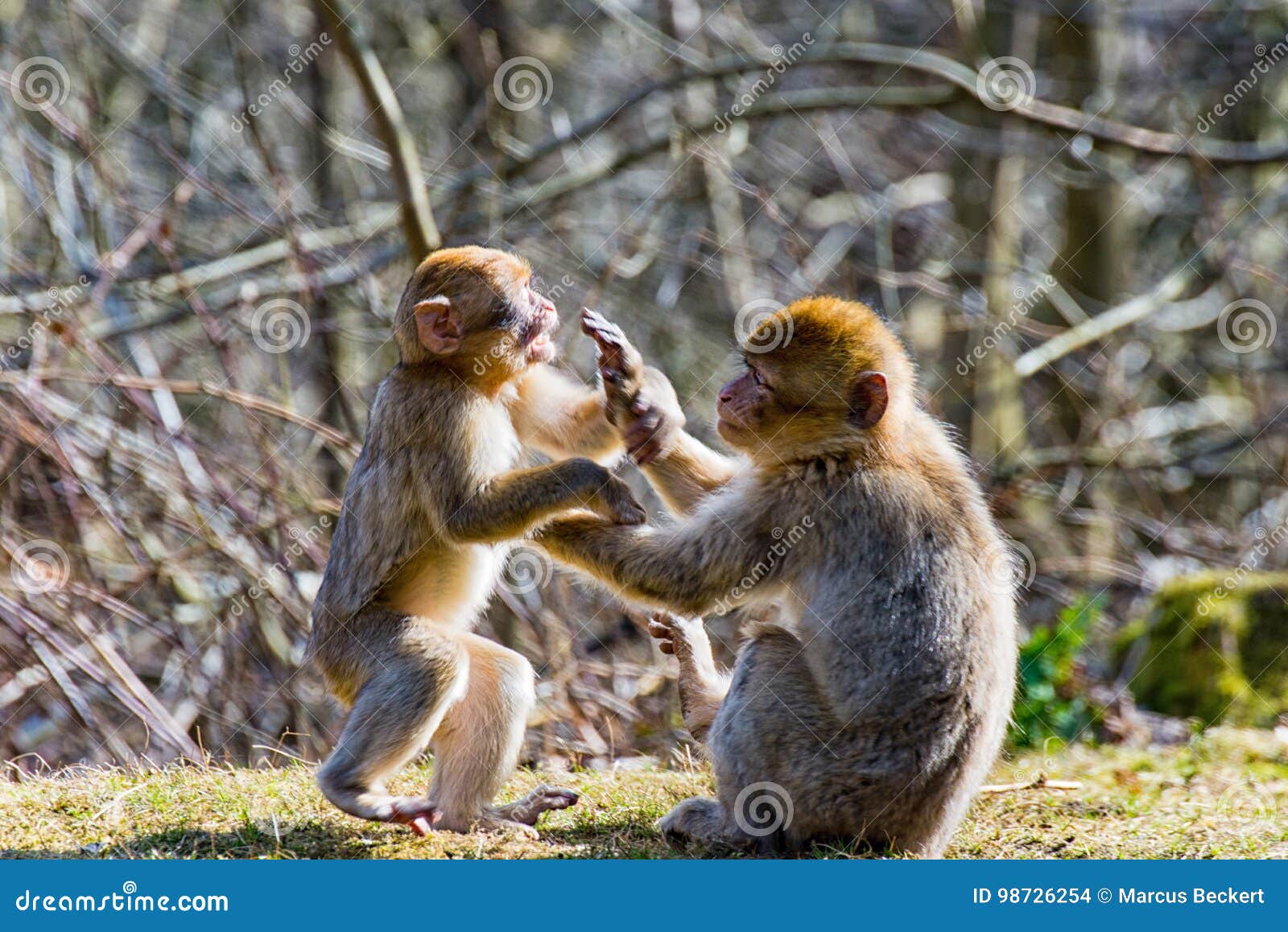 Pocos Monos Del Berber Luchan Juntos Foto de archivo - Imagen de ...