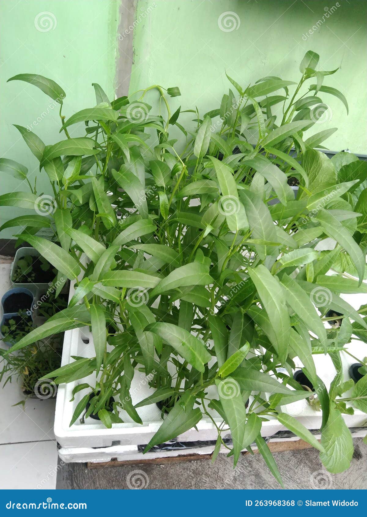 Pocture Growing Kale Hydroponic System Stock Photo - Image of green ...