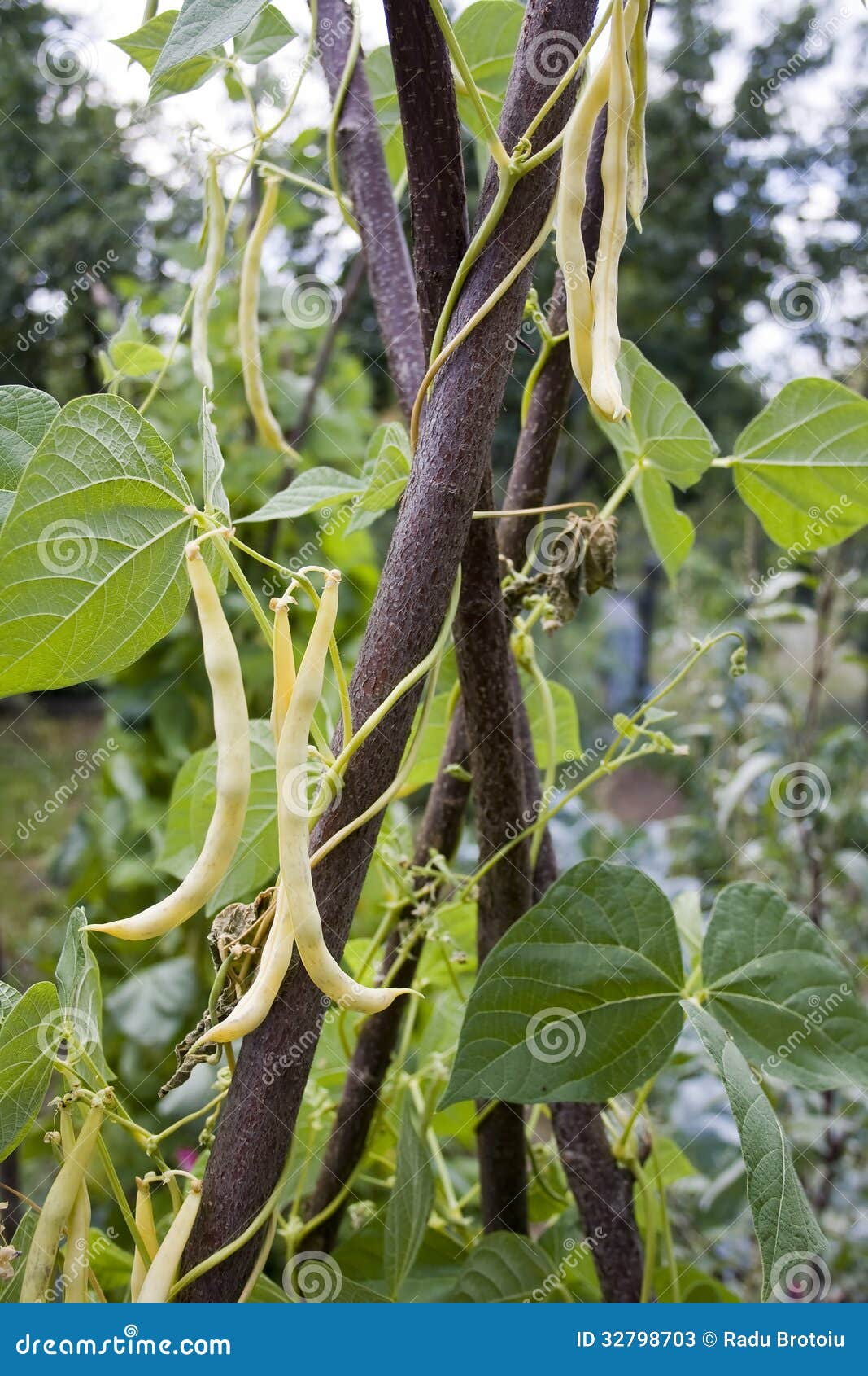 Pod bean stock image. Image of vegetarian, nature, vitamin - 32798703